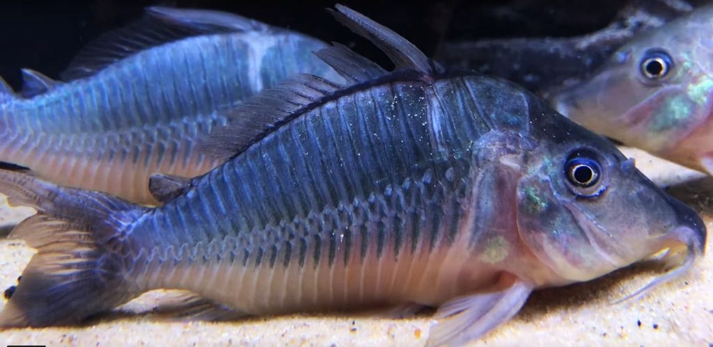 Hognose Brochus (Brochus Multiradiatus) | Tropical Fish Keeping