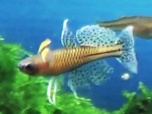 Gertrudae Rainbow (Pseudomugil gertrudae) | Tropical Fish Keeping