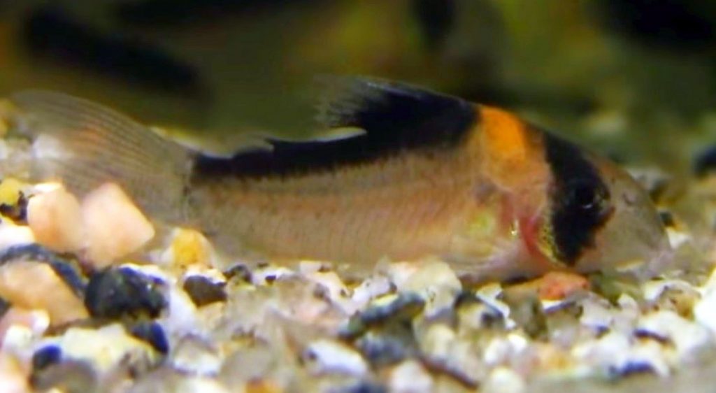 Adolfo’s Cory (Corydoras Adolfoi) | Tropical Fish Keeping
