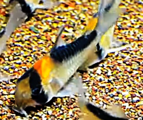 Adolfo’s Cory (Corydoras Adolfoi) | Tropical Fish Keeping