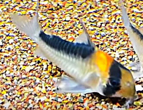 Adolfo’s Cory (Corydoras Adolfoi) | Tropical Fish Keeping