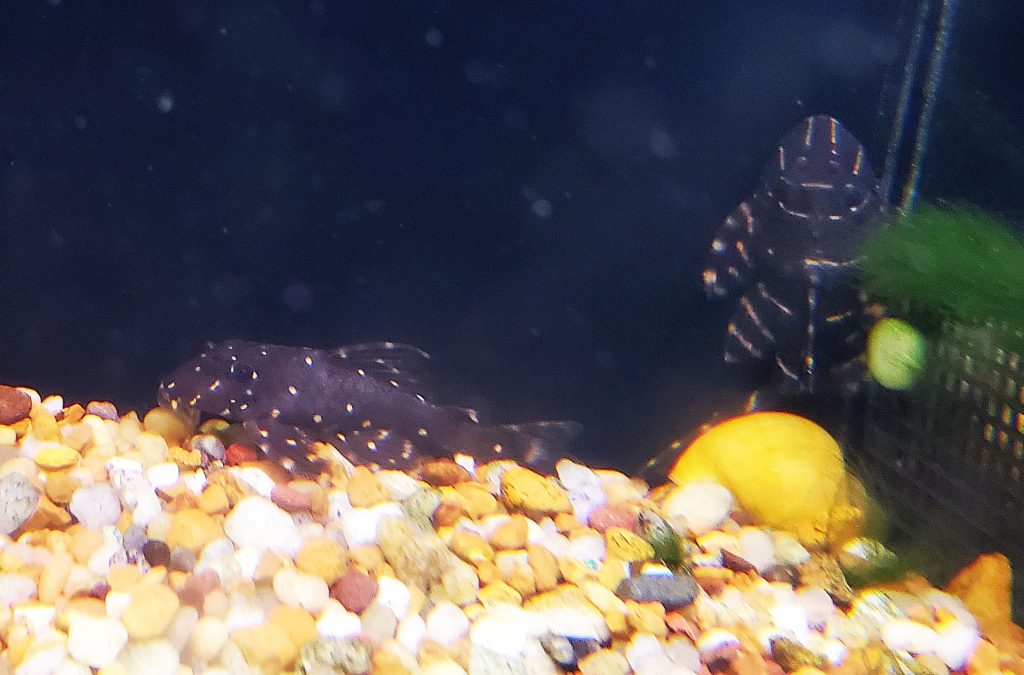 Flash Pleco (Panaqolus albivermis) L204 | Tropical Fish Keeping