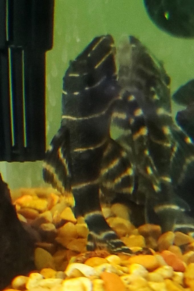 Flash Pleco (Panaqolus albivermis) L204 | Tropical Fish Keeping