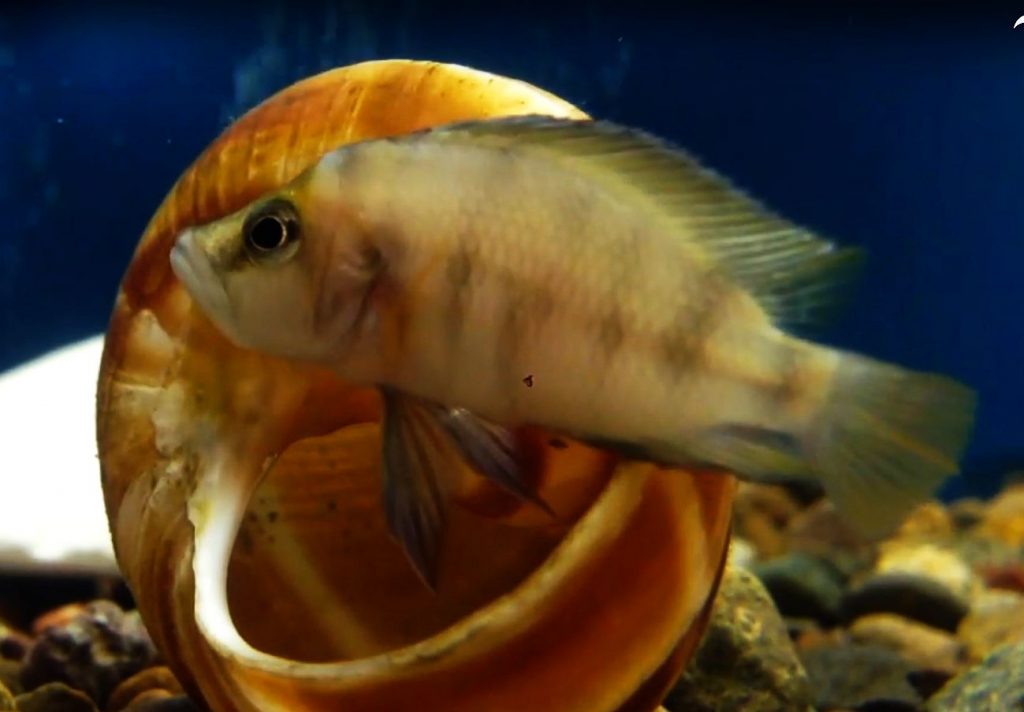 Dwarf Sumbu Shell Compressiceps Cichlid (Altolamprologus compressiceps ...