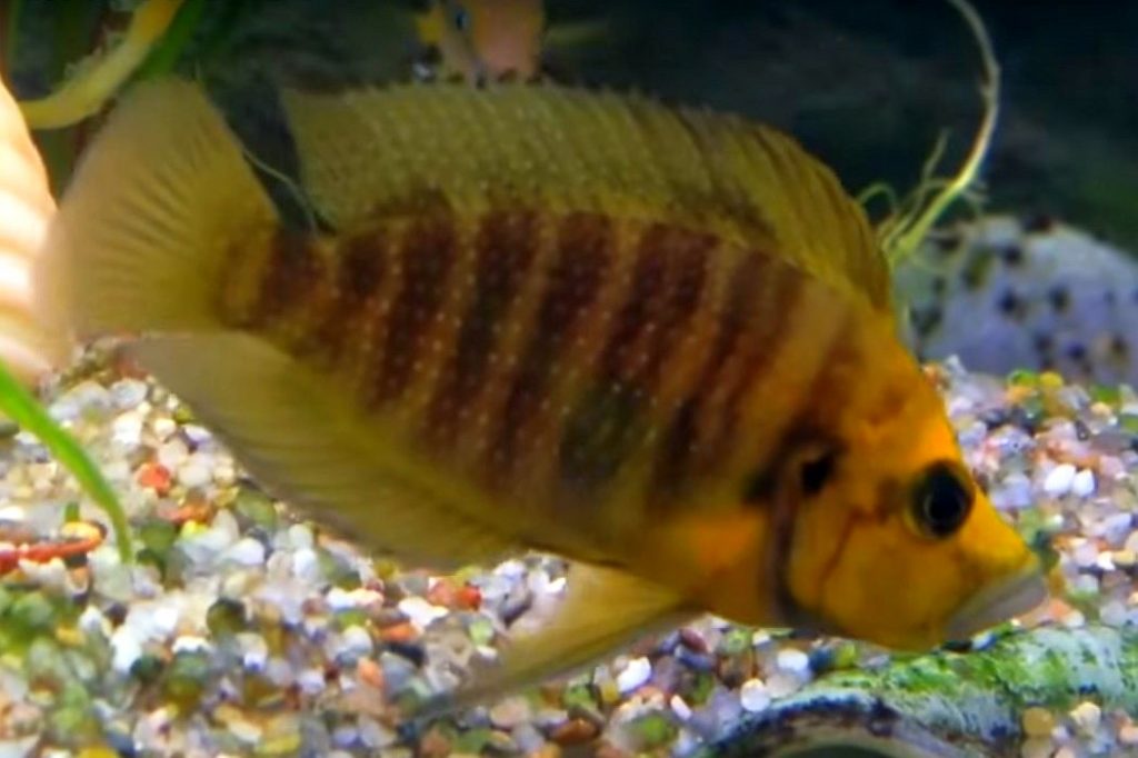 Gold Head Compressiceps (Altolamprologus compressiceps) | Tropical Fish ...