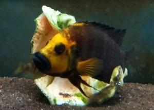 Gold Head Compressiceps (Altolamprologus compressiceps) | Tropical Fish ...