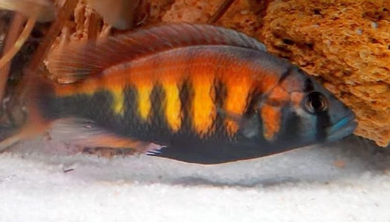 Crimson Tide Cichlid (Pundamilia nyererei) | Tropical Fish Keeping