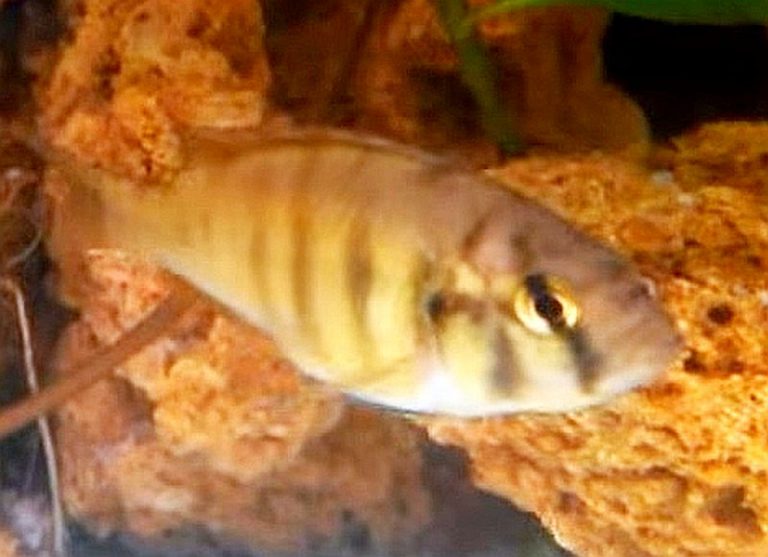 Crimson Tide Cichlid (Pundamilia nyererei) | Tropical Fish Keeping
