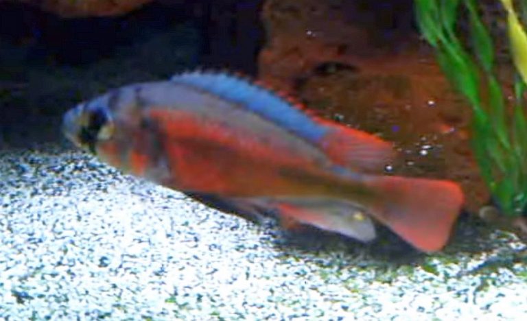 Fire Red Uganda Cichlid (Haplochromis s. “fire”) | Tropical Fish Keeping