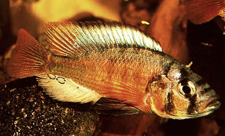 Fire Red Uganda Cichlid (Haplochromis s. “fire”) | Tropical Fish Keeping