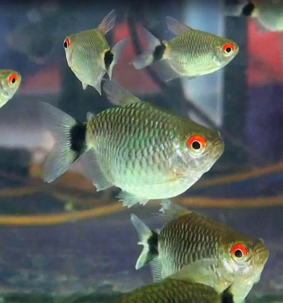 Redeye Tetra (Moenkhausia sanctaefilomenae) | Tropical Fish Keeping