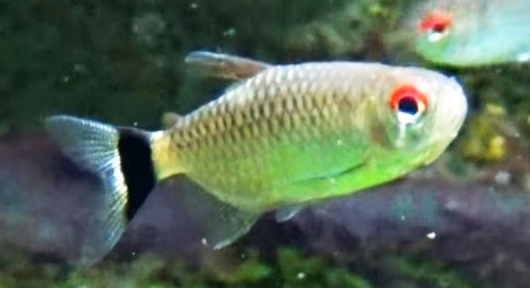 Redeye Tetra (Moenkhausia sanctaefilomenae) | Tropical Fish Keeping