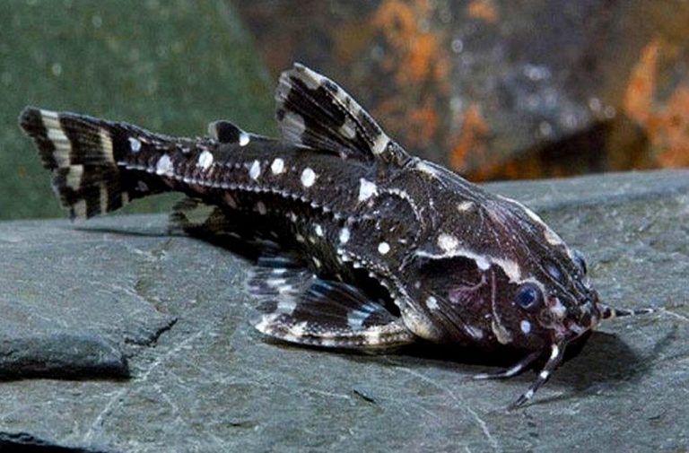 Spotted Raphael Catfish (Agamyxis pectinifrons) | Tropical Fish Keeping