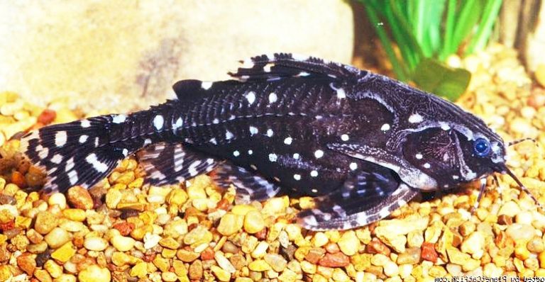 Spotted Raphael Catfish (Agamyxis pectinifrons) | Tropical Fish Keeping