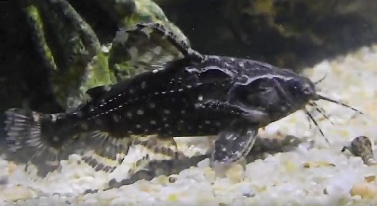 Spotted Raphael Catfish (Agamyxis pectinifrons) | Tropical Fish Keeping
