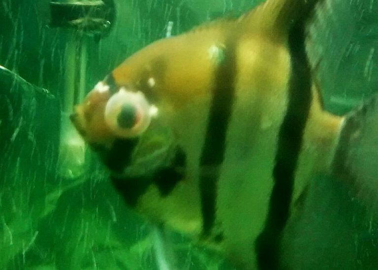 Popeye | Tropical Fish Keeping