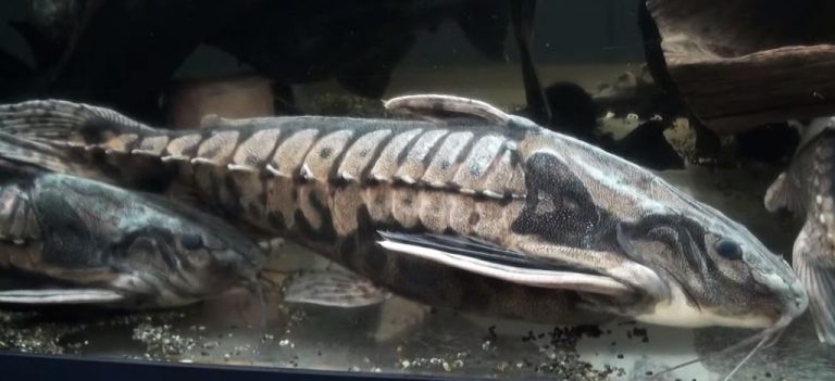 Giant Raphael Catfish (Megalodoras uranoscopus) - Tropical Fish Keeping