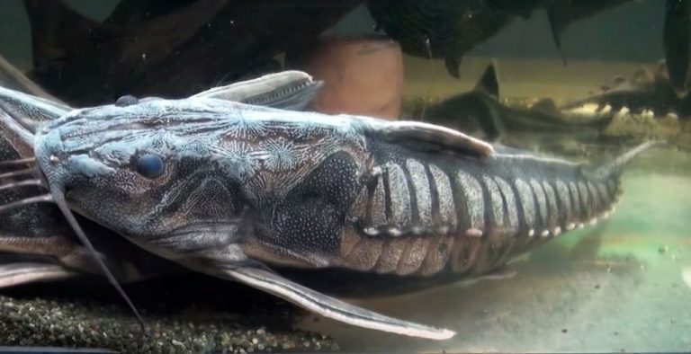 Giant Raphael Catfish (Megalodoras uranoscopus) - Tropical Fish Keeping