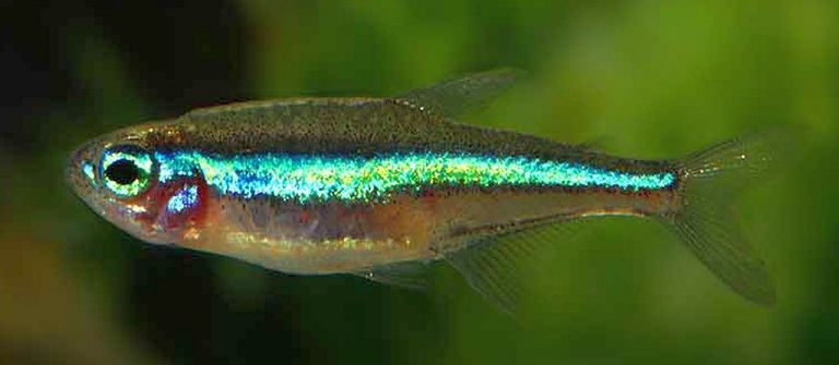 Green Neon Tetra (Paracheirodon simulans) | Tropical Fish Keeping