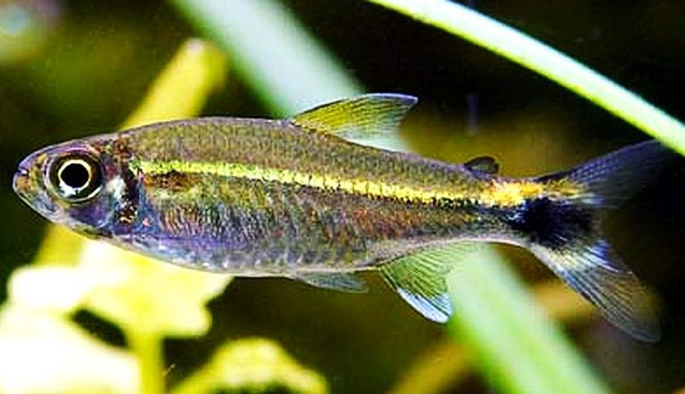 Green Neon (Hemigrammus hyanuary) | Tropical Fish Keeping