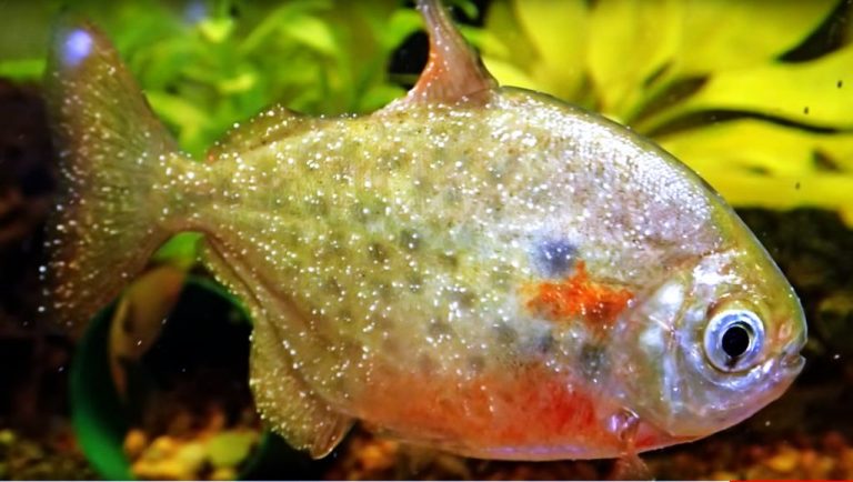 Ich (Ichthyophthiriasis multifiliis) | Tropical Fish Keeping