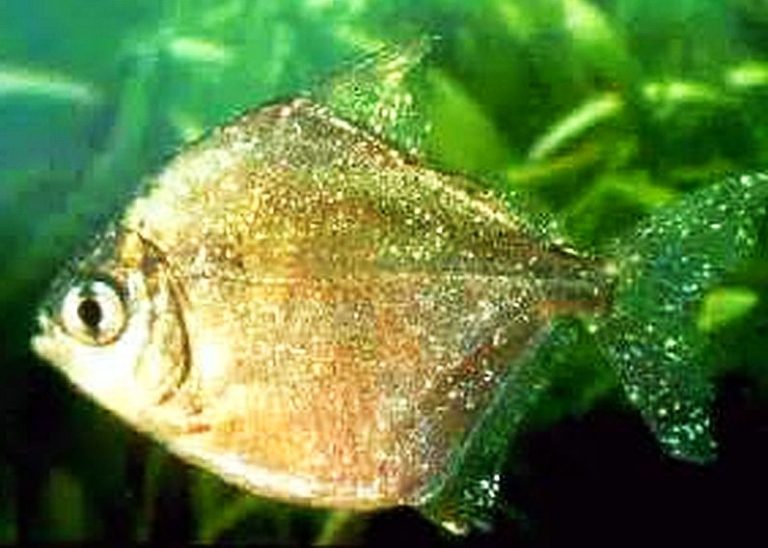 Velvet Disease (Oodinium pillularis) | Tropical Fish Keeping