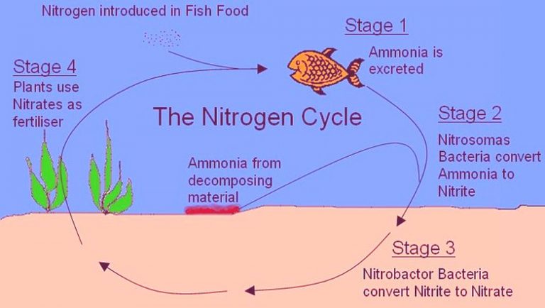 The Nitrogen Cycle | Tropical Fish Keeping