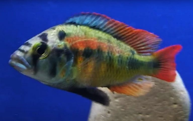 Christmas Fulu (Xystichromis phytophagus) - Tropical Fish Keeping