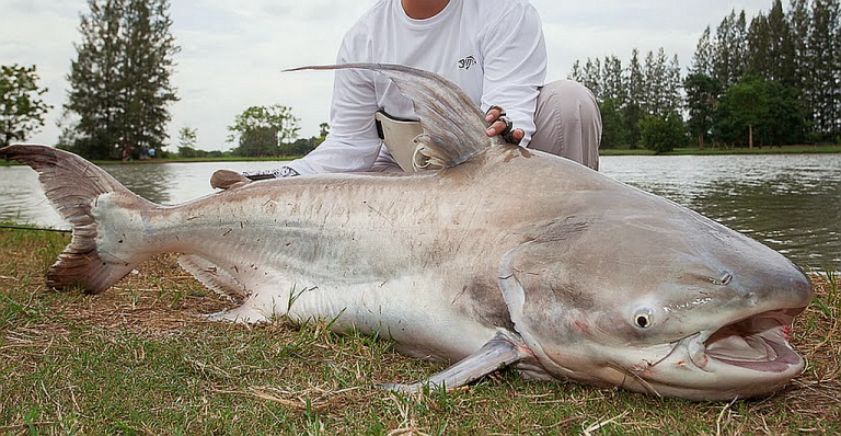 Paroon Shark (Pangasius sanitwongsei) | Tropical Fish Keeping
