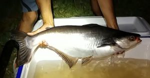 Iridescent Shark (Pangasius hypophthalmus) | Tropical Fish Keeping