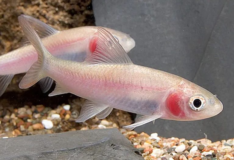 Violet Blushing Shark (Labeo boga) | Tropical Fish Keeping