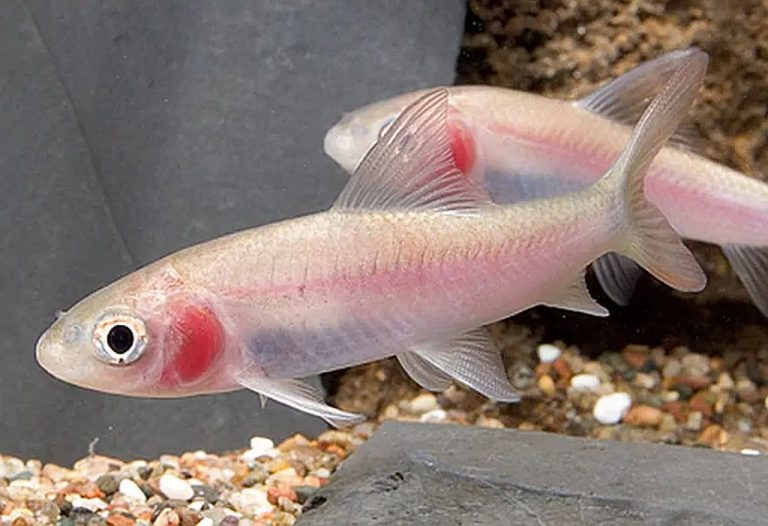 Violet Blushing Shark (Labeo boga) | Tropical Fish Keeping