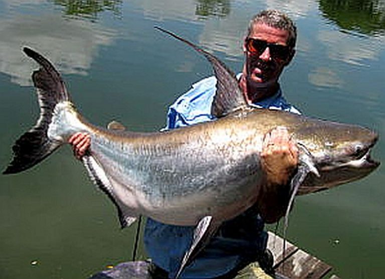 Paroon Shark (Pangasius sanitwongsei) | Tropical Fish Keeping