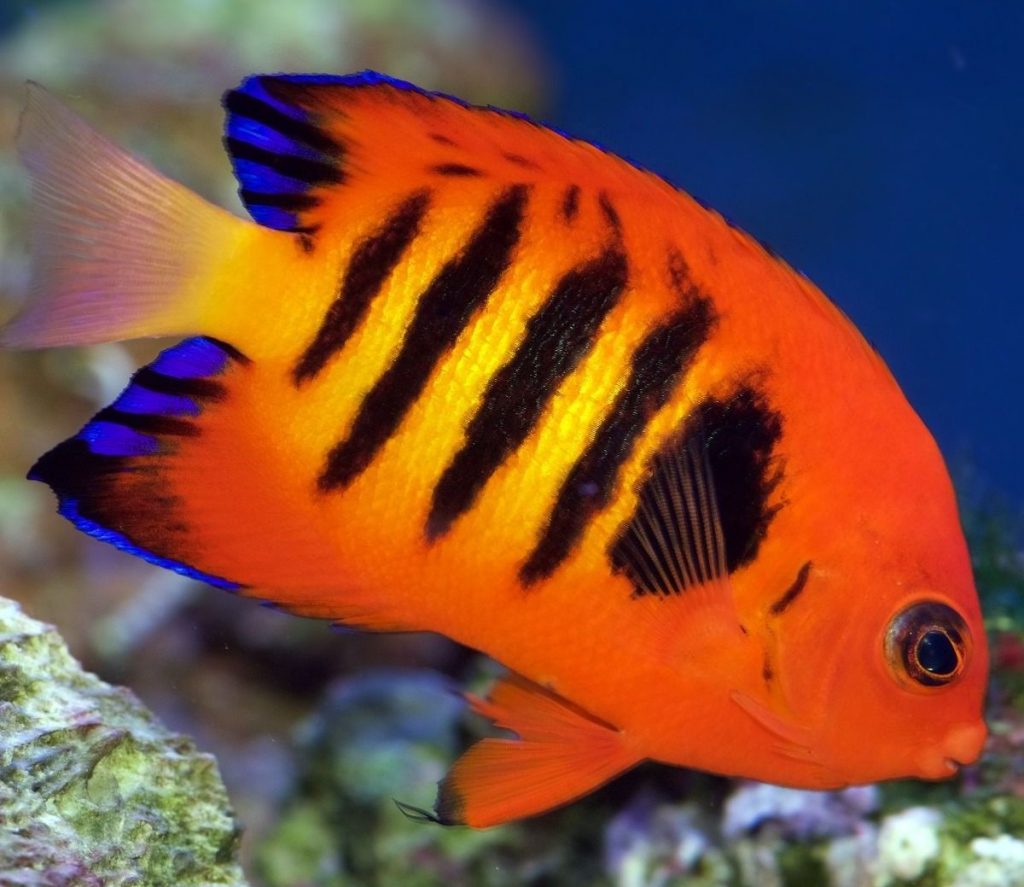 Flame Angelfish (Centropyge loriculus) | Tropical Fish Keeping