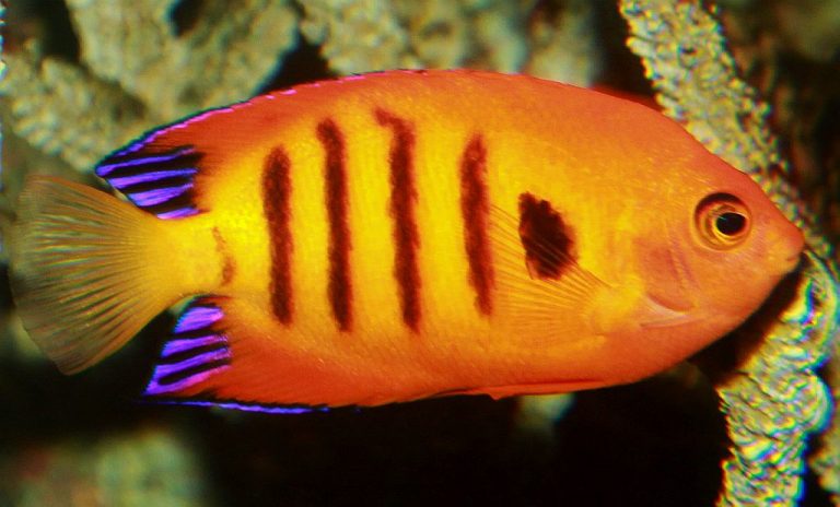 tropical fish keeping | Tropical Fish Keeping