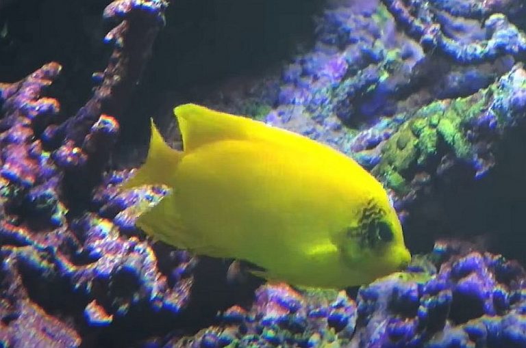 Heralds Angelfish (Centropyge Heraldi) | Tropical Fish Keeping