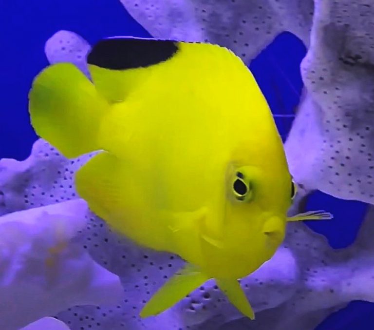 Heralds Angelfish (Centropyge Heraldi) - Tropical Fish Keeping