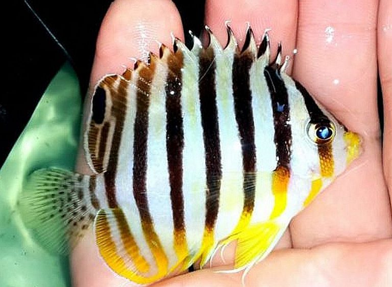 Multibarred Angelfish (Paracentropyge multifasciata) - Tropical Fish ...