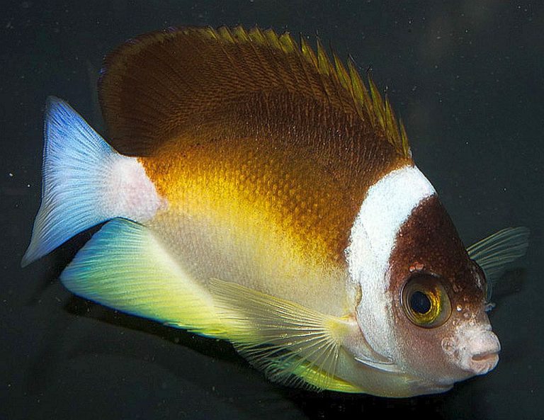 Abei Angelfish (Centropyge abei) - Tropical Fish Keeping