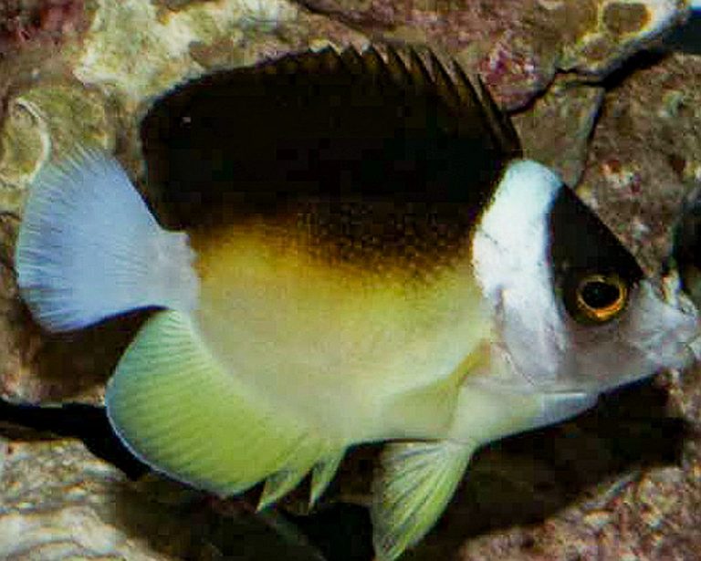 Abei Angelfish (Centropyge abei) - Tropical Fish Keeping