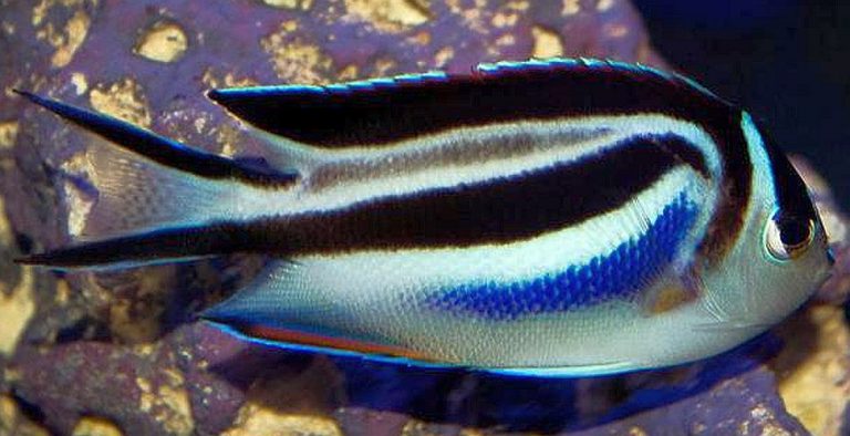 Bellus Angelfish (Genicanthus bellus) | Tropical Fish Keeping