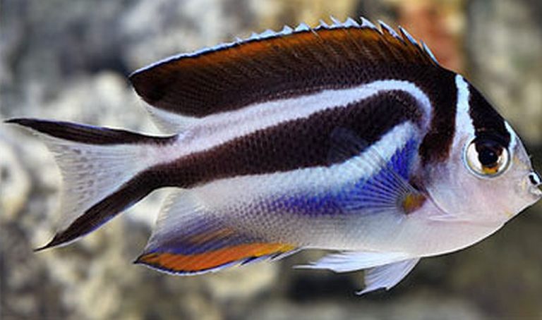 Bellus Angelfish (Genicanthus bellus) | Tropical Fish Keeping