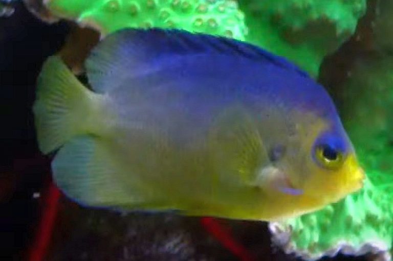 Blue Back Angelfish (Centropyge colini) | Tropical Fish Keeping