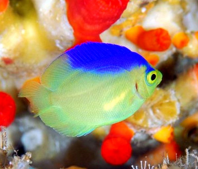 Blue Back Angelfish (Centropyge colini) | Tropical Fish Keeping