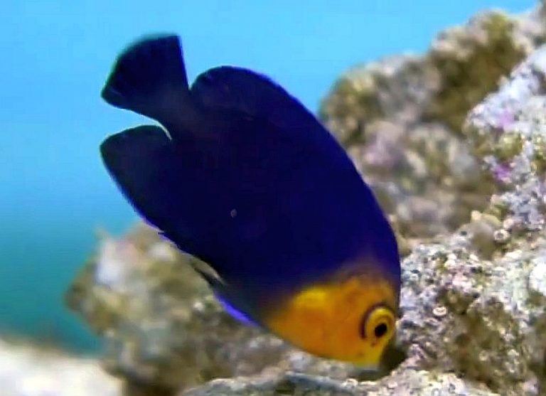 Dwarf Pygmy Angelfish (Centropyge argi) - Tropical Fish Keeping