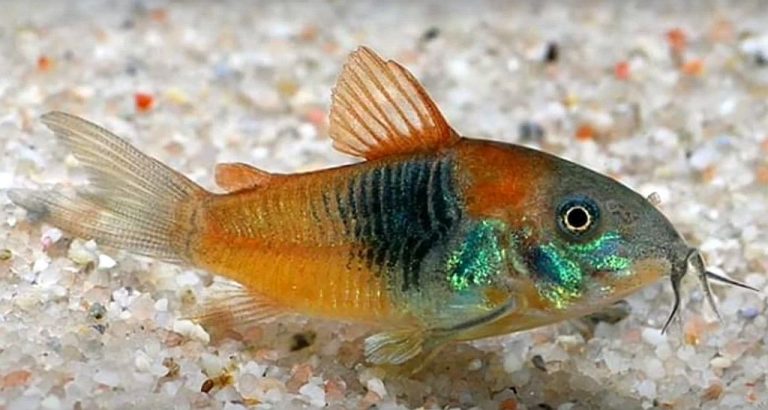 Venezuelan Red Sailfin Cory Catfish (Corydoras aeneus “Venezuela ...