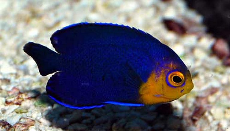 Dwarf Pygmy Angelfish (Centropyge argi) - Tropical Fish Keeping