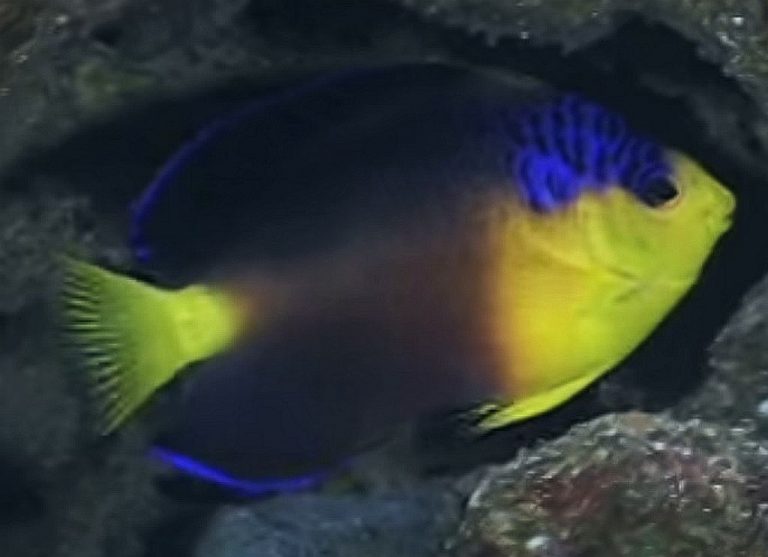 Nahacky’s Pygmy Angelfish (Centropyge nahackyi) - Tropical Fish Keeping