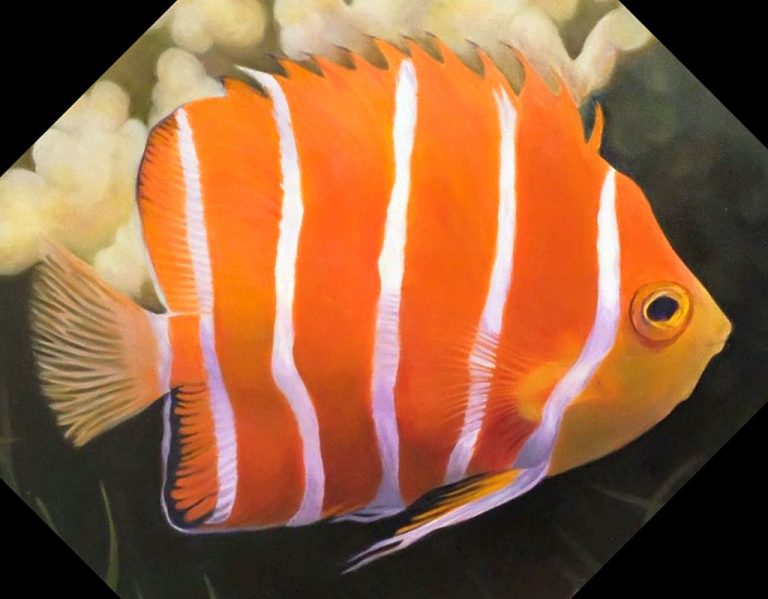 Peppermint Angelfish (Paracentropyge boylei) - Tropical Fish Keeping
