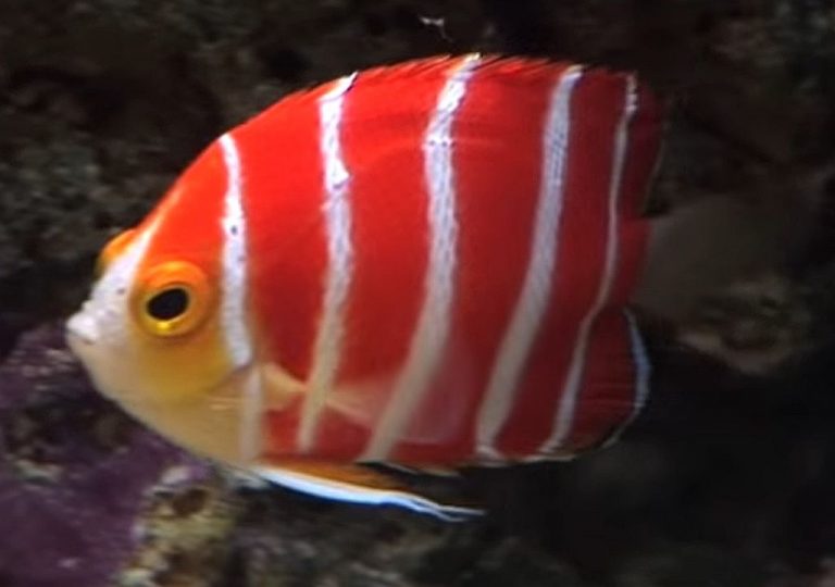Peppermint Angelfish (Paracentropyge boylei) - Tropical Fish Keeping